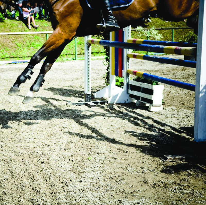 Equine Guelph Jump Landing – The Northwest Horse Source
