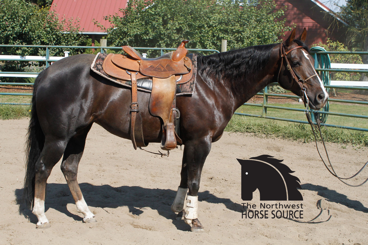 Double SS Horse Coat – The Northwest Horse Source