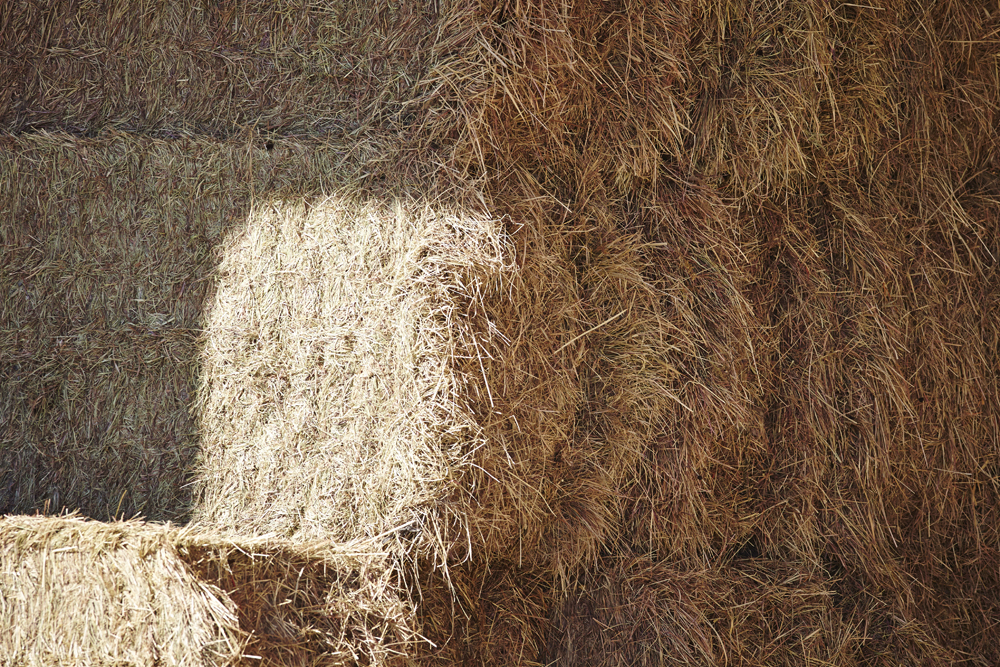 Six signs of good quality horse hay - - The Northwest Horse Source