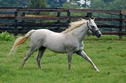 OLD FRIENDS RECEIVES DONATIONS FROM OWNERS OF FOREGO WINNER DREFONG ...