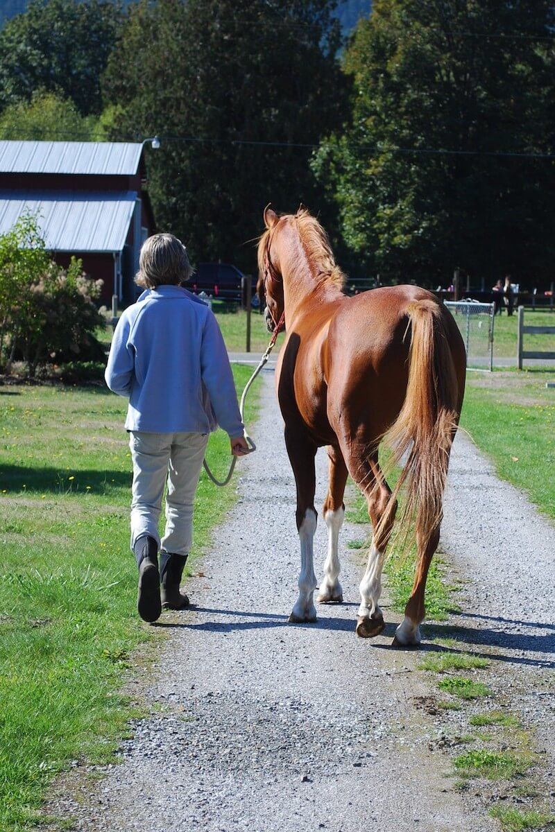 A Listening Life - The Best of an Equestrian Lifestyle - - The ...