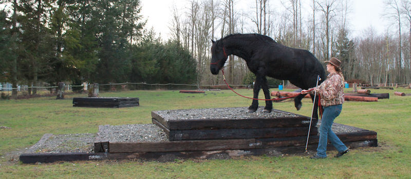 Riding Well Grounded - - The Northwest Horse Source