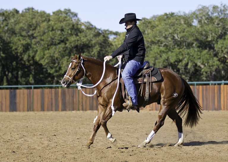 From Colt Starting to Well-Trained Horse - NW Horse Source