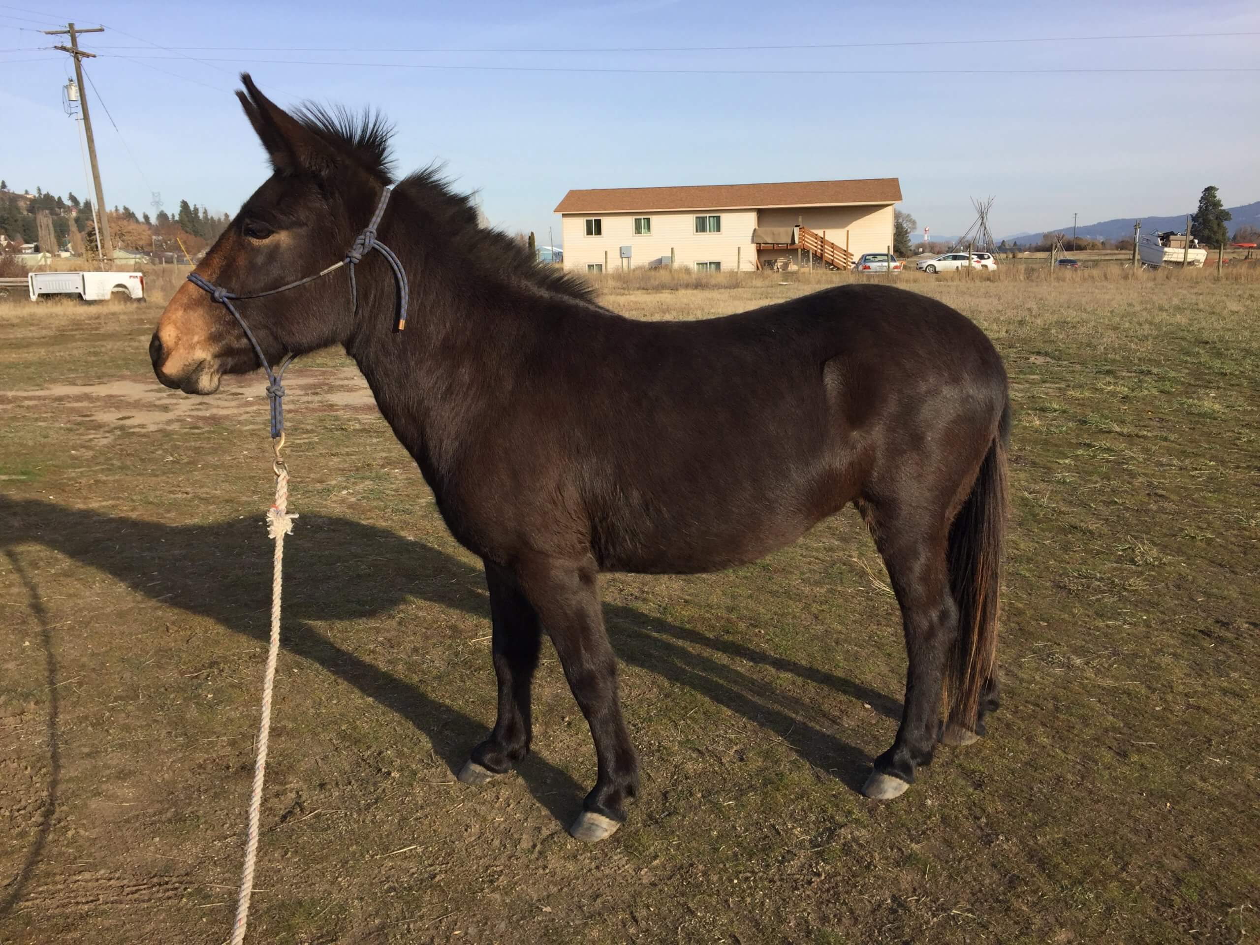 Why Icelandic? - The Virtues of the Icelandic Horse Make a Superb Trail ...