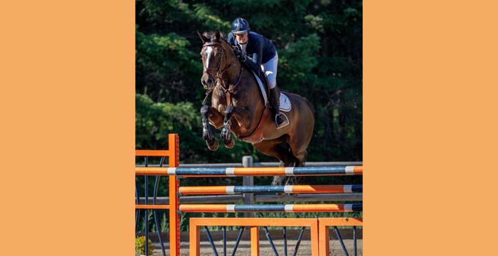 What Makes a “Performance” Horse - All Horses Deserve Good Care ...