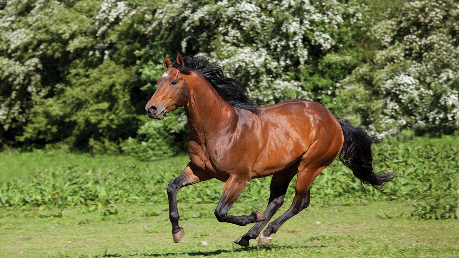 PSSM - Two Types of this Muscle Disorder Result in Tying-up - Horse ...