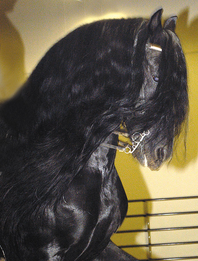 Old Bits: Remembering Boise Horse Affair 2003 - NW Horse Source