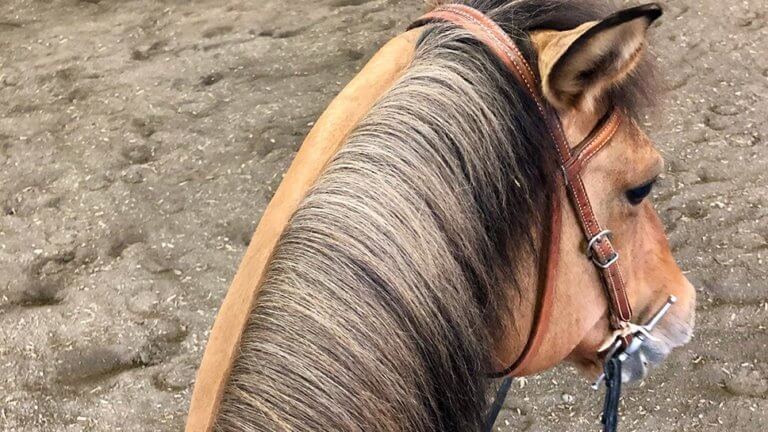 A Good Horse - The Best Performance Horse is the One You Love to Ride ...