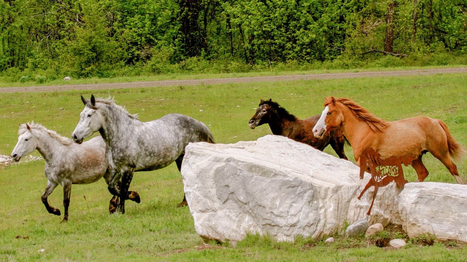 Dreamswept Farm & Resort - Your Alpine Escape in the Inland Northwest ...