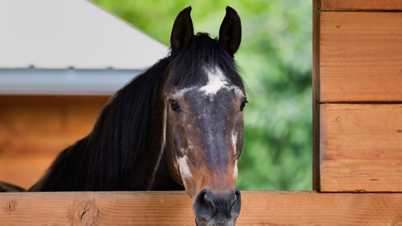 Don’t Forget About Your Older Horses - Senior Horses Bring Wisdom and ...