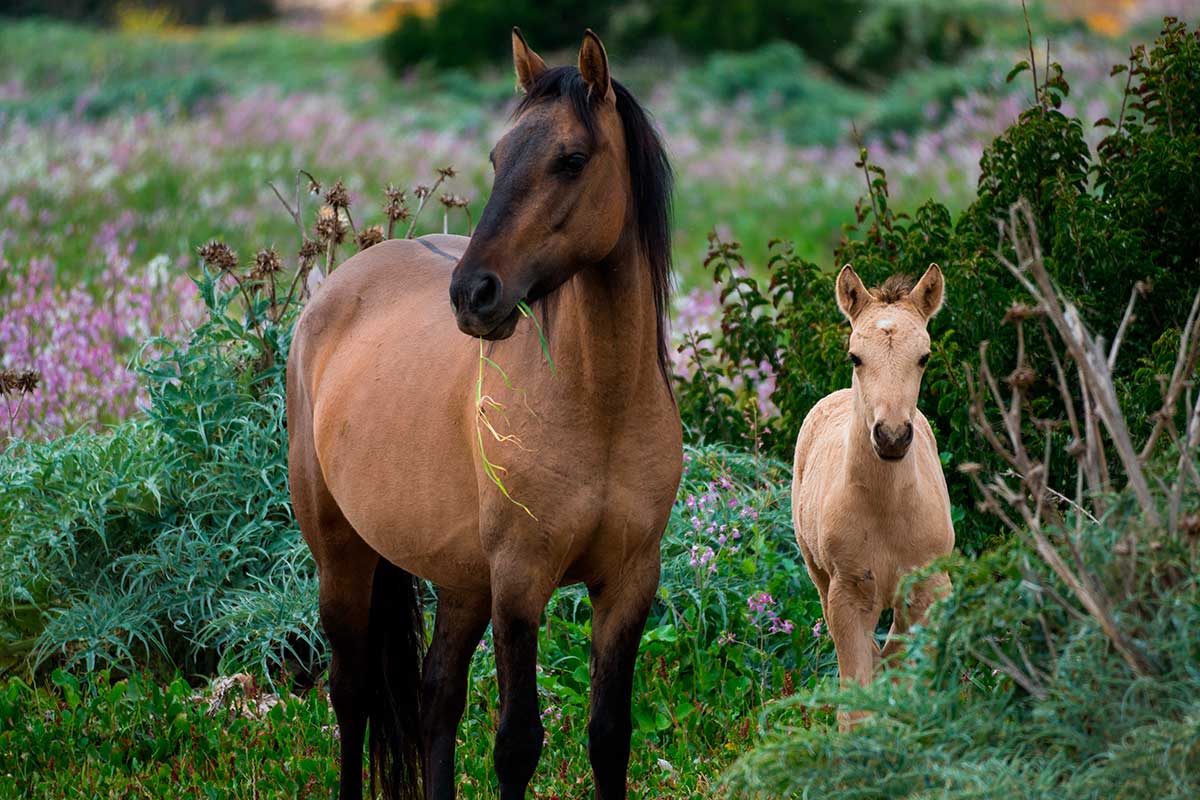 The Northwest Horse Source, for Horse Enthusiasts of all Breeds and ...