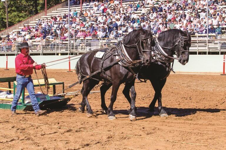 Draft Horse Classic - Sept 15-18, 2022 - - The Northwest Horse Source